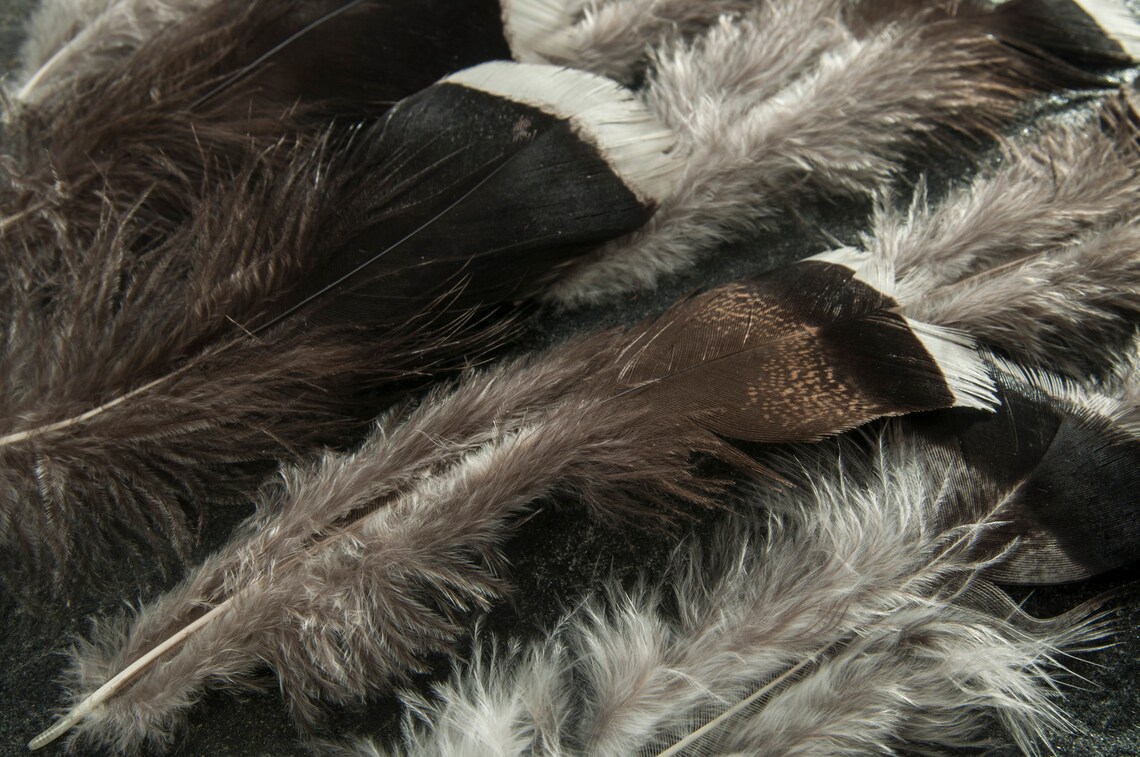 1 Complete Tail Fan - Grade A Natural Brown Merriam Wild Turkey Tail ...