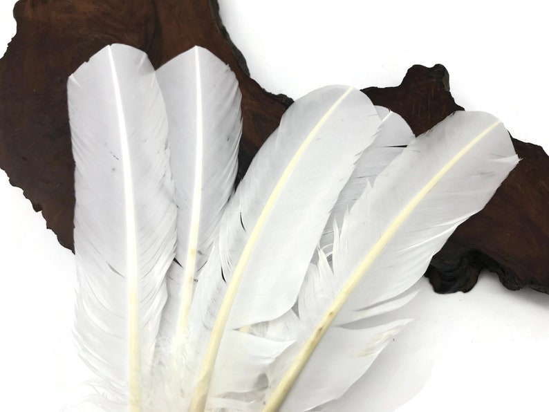 Wholesale Turkey Wing Feathers 1/4 Lb White Turkey Rounds - Etsy
