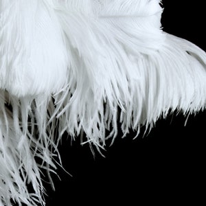Large Feathers, 10 Pieces - 18-24" White Prime Grade Large Ostrich Wing ...