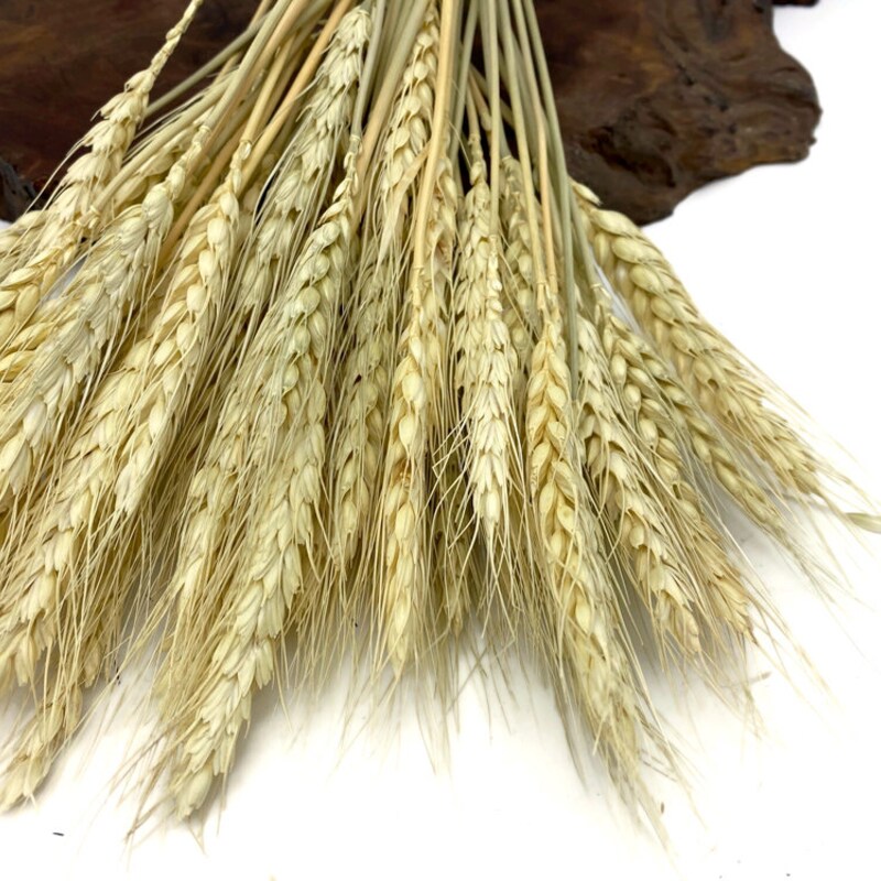 Preserved Wheat Grass - Etsy