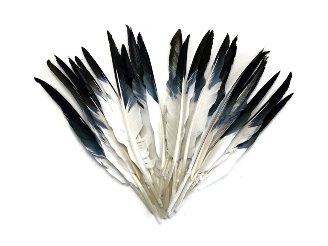 Eagle Feathers, 1/4 Lb. - Dyed Black Tipped Duck Pointer Primary Wing ...