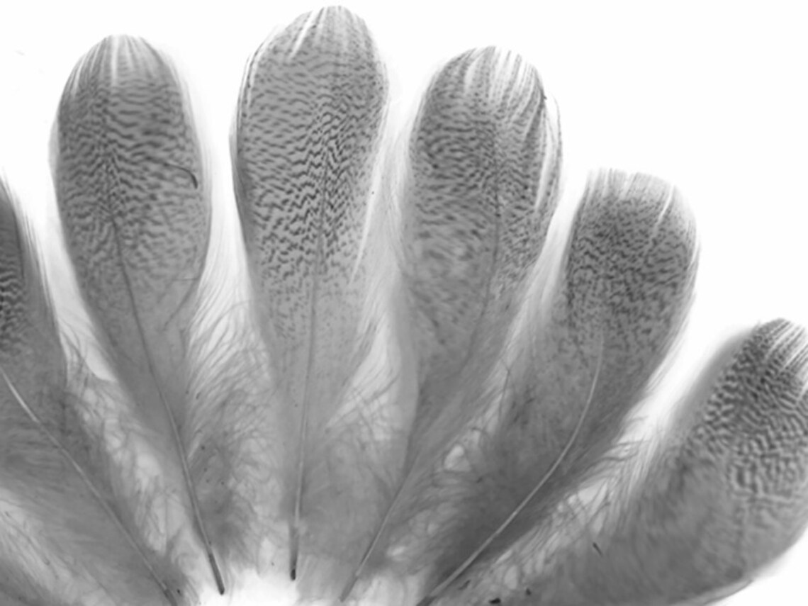 1 Pack - Platinum Grey Mallard Duck Flank Feathers 0.10 Oz. Jewelry Fly ...