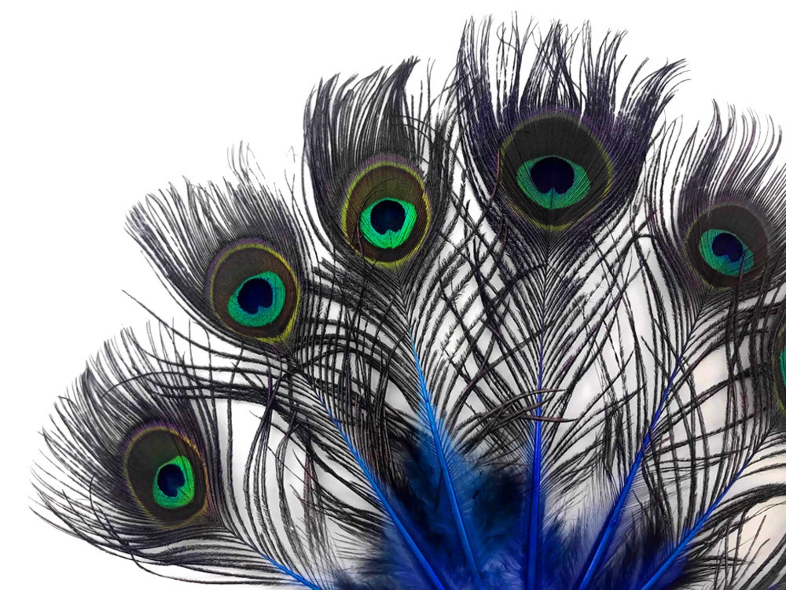 Hair Feathers, 10 Pieces - Royal Blue Mini Natural Peacock Tail Body ...