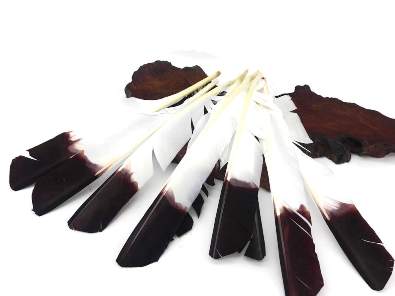 Eagle Feathers, 6 Pieces - Brown Tipped White Turkey Pointers ...