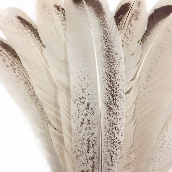 Turkey Wing Feathers - Etsy