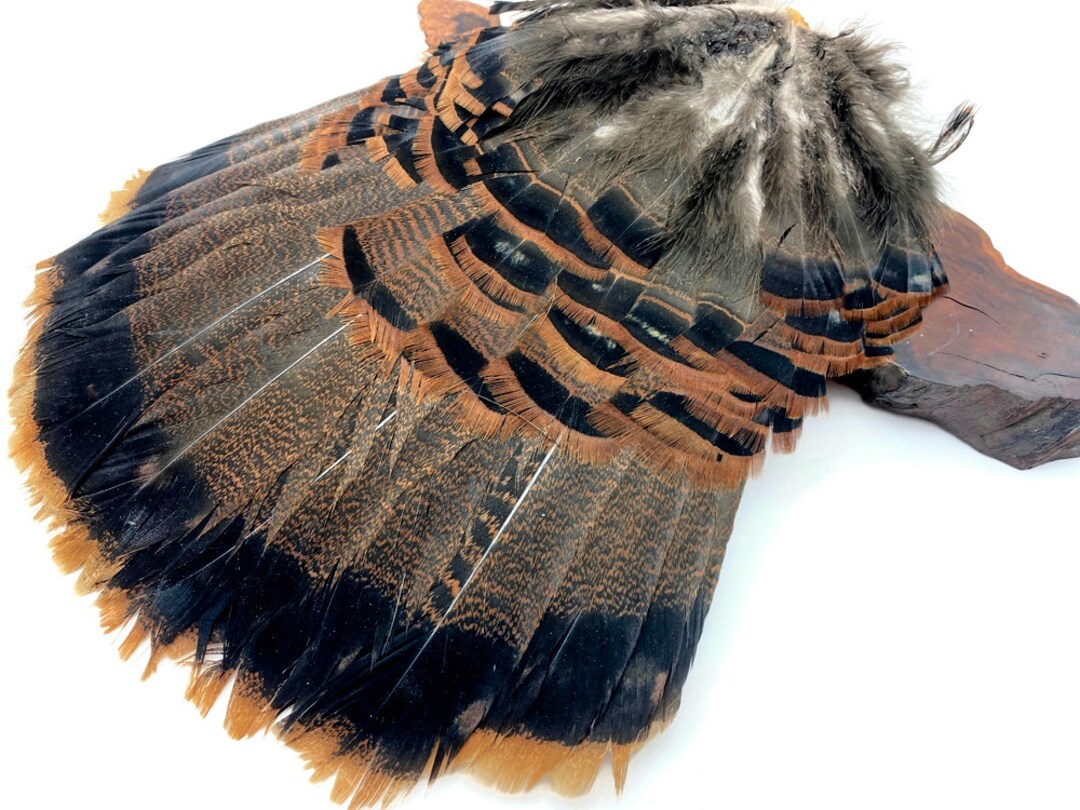 1 Complete Tail Fan - Grade A Natural Brown Merriam Wild Turkey Tail ...