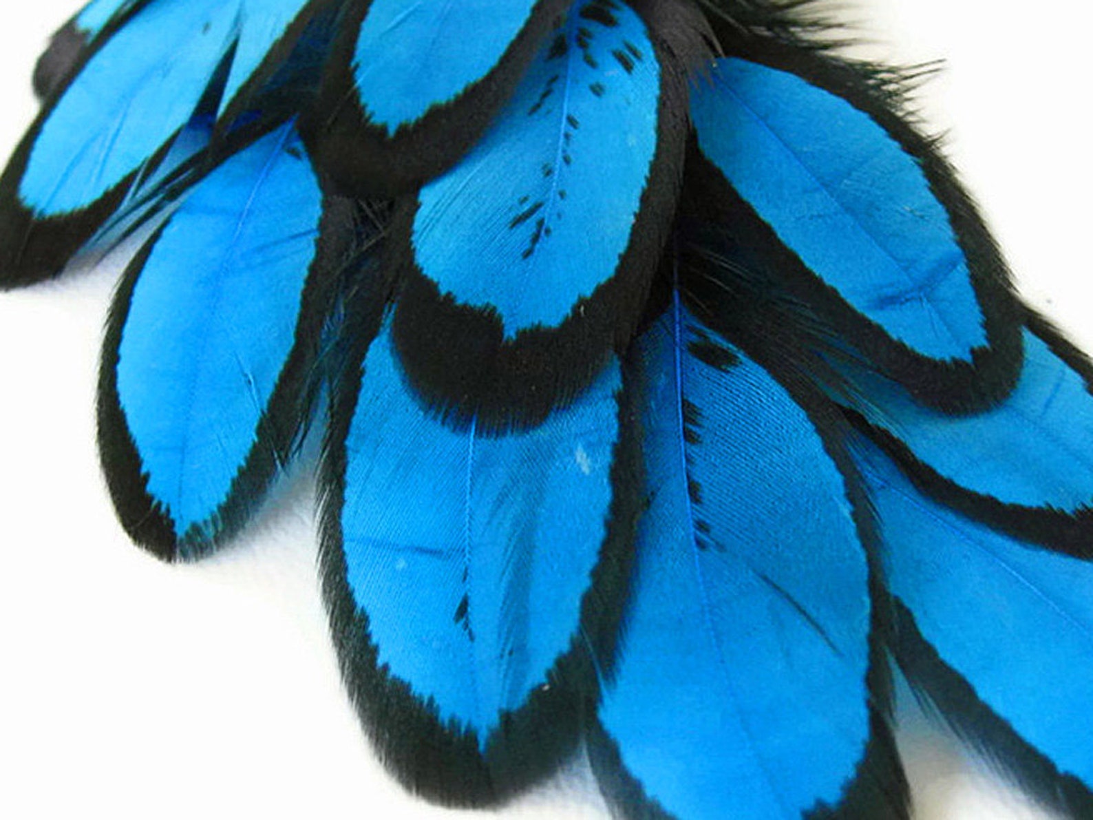 Fly Tying Feathers 1 Dozen Turquoise Blue Whiting Farms - Etsy