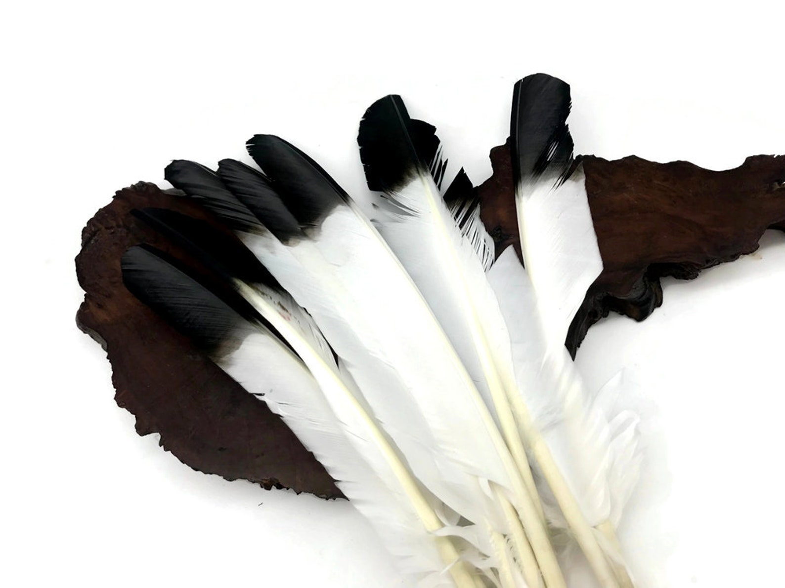 Eagle Feathers, 6 Pieces - Black Tipped Turkey Pointers 'imitation ...