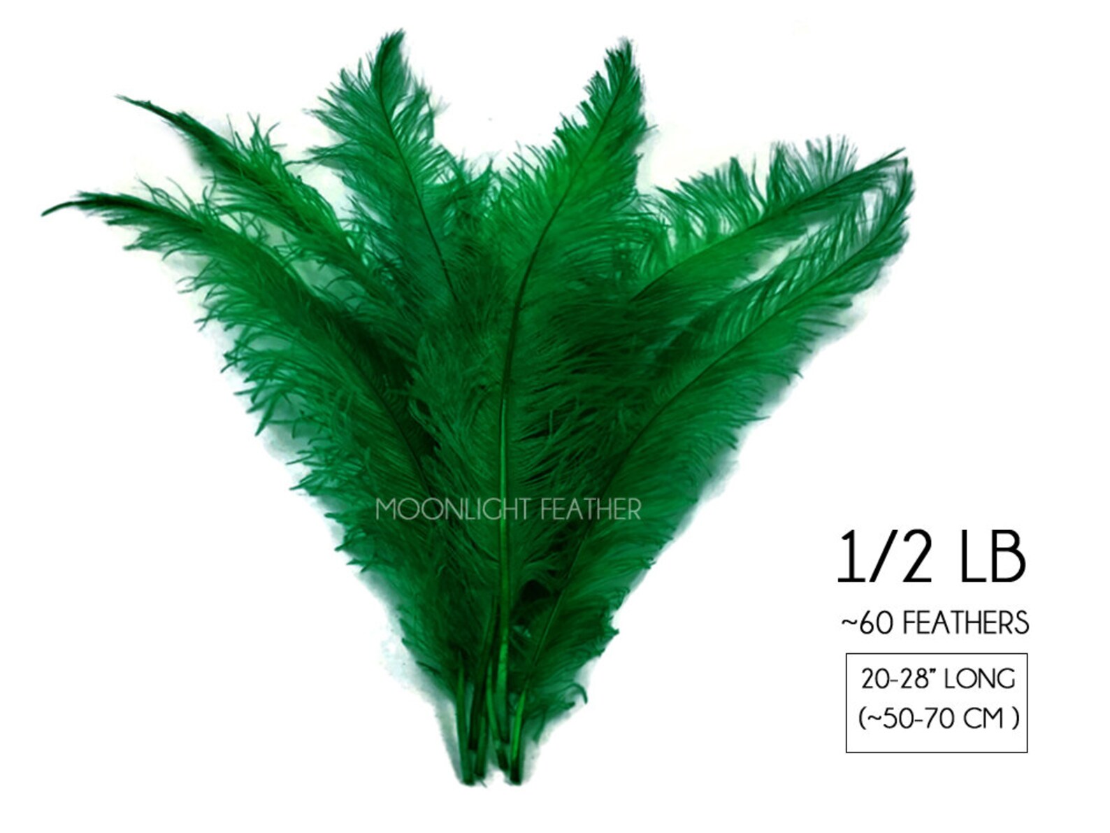 Large Feathers, 1/2 Lb - 20-28