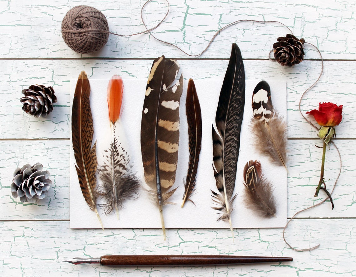 Plumas de faisán 50 piezas 18-20 NATURAL Lady Amherst - Etsy España