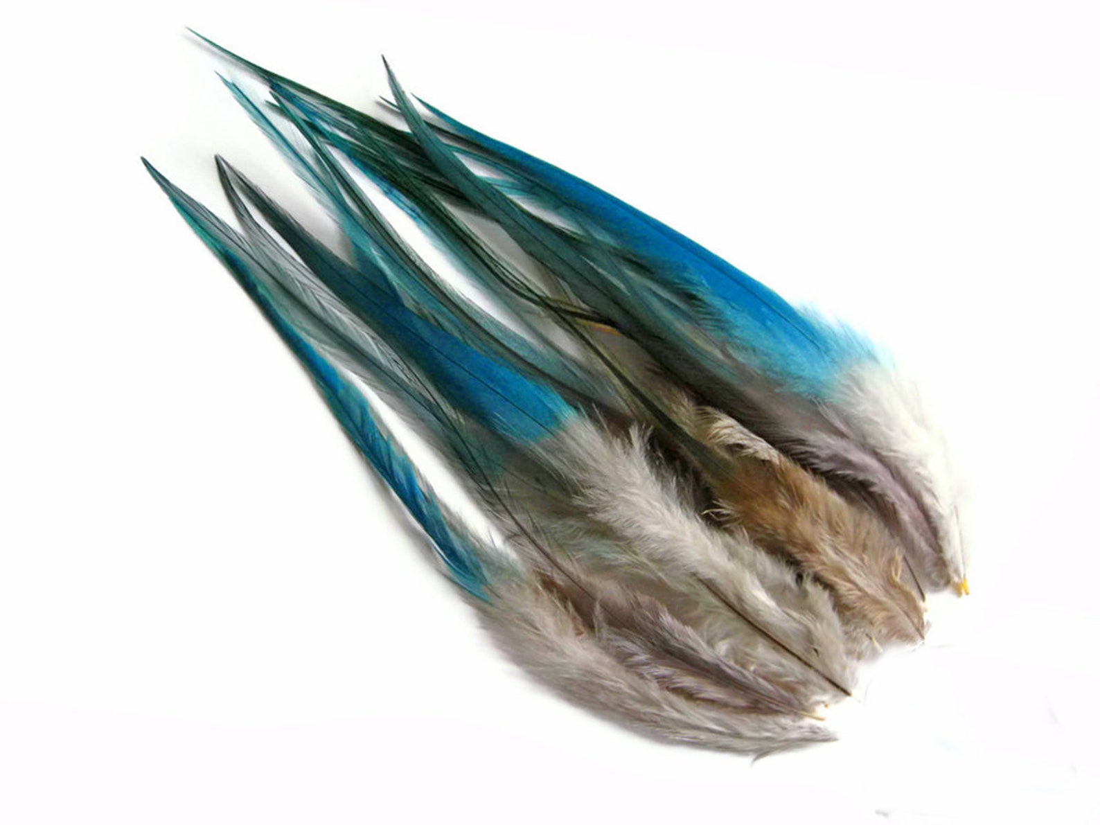 Ombre Feathers 1 Dozen Medium Twilight Blendz Rooster - Etsy