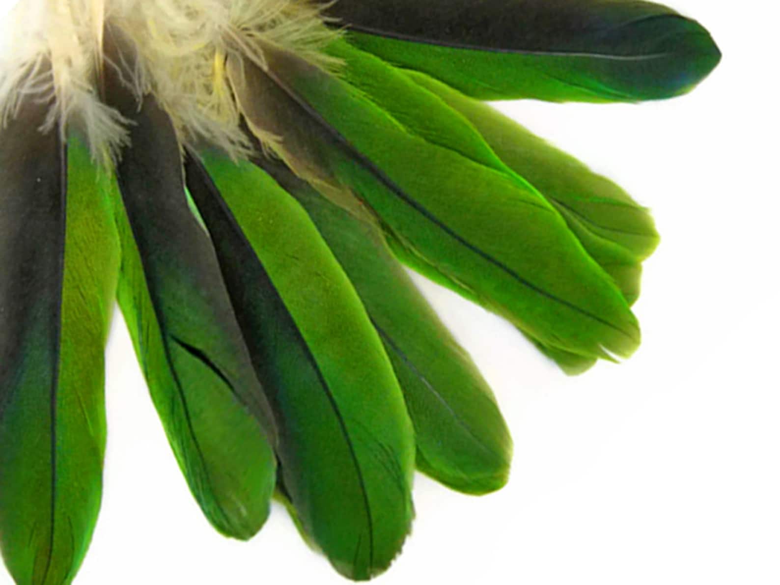 Parrot Feathers, 4 Pieces - Natural Green Amazon Parrot Wing Feathers ...