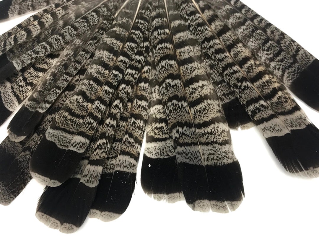 Exotic Feathers, 5 Pieces - Gray and Black Ruffed Grouse Tail Feathers ...