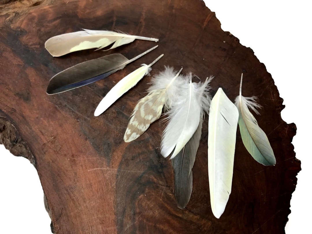Rare Feathers, 6 Pieces - Small Yellow and Black Cockatiel Wing and ...