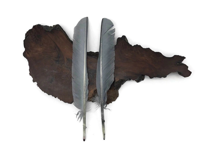 Harry Potter Feathers 6 Pieces Silver Gray Turkey Pointers - Etsy