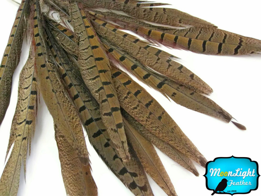 Tail Feathers, 10 Pieces - 6-8" NATURAL Ringneck Pheasant Tail Feathers ...