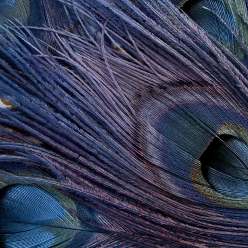 Blue Light Peacocks - Etsy