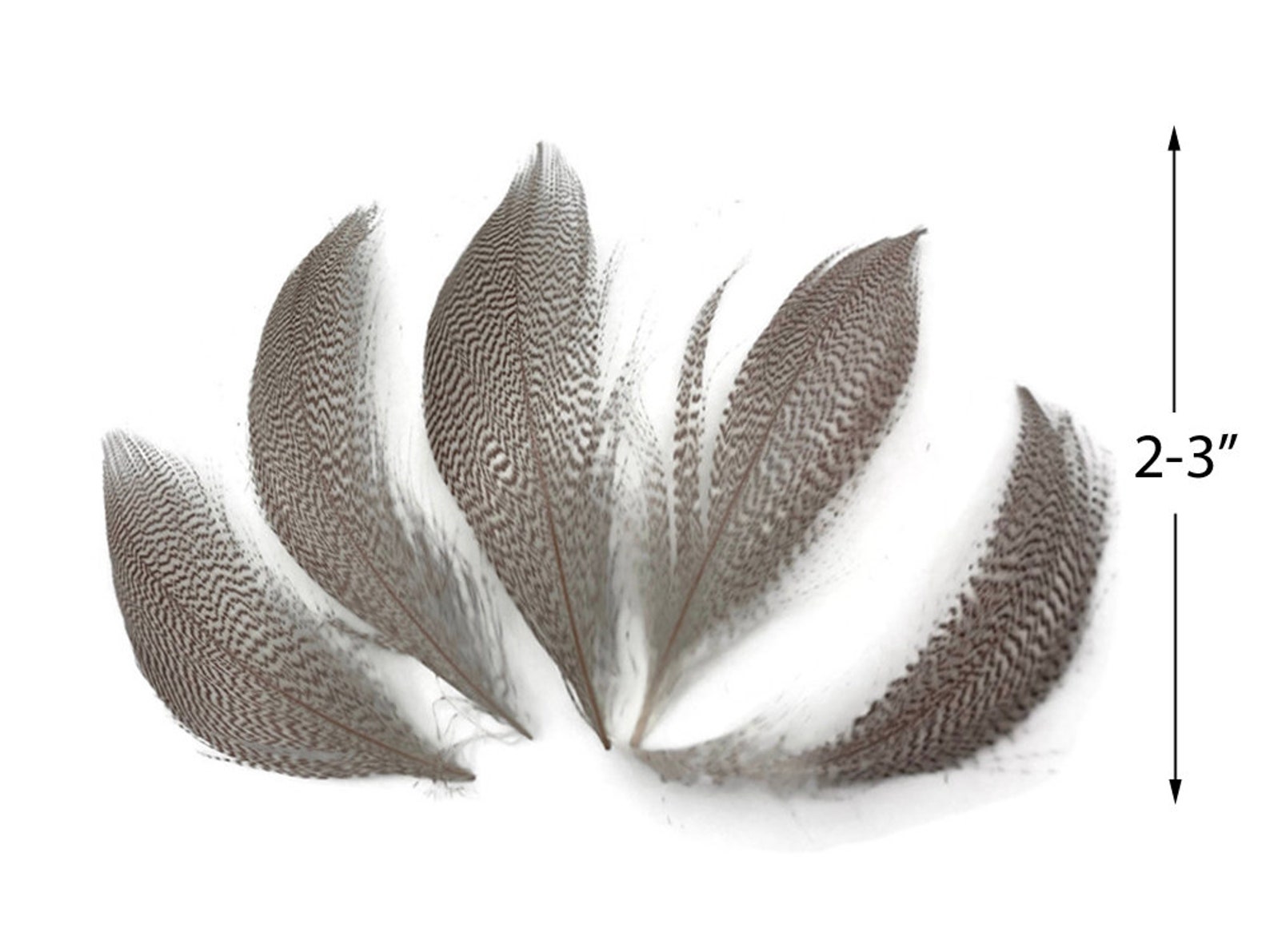 1/4 Lb. - Natural Barred Mallard Duck Flank Wholesale Feathers (bulk ...