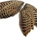 Feather Supply, 1 Piece COMPLETE NATURAL Ringneck Pheasant Skin Pelt ...