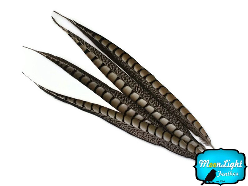 Fasan Federn 10 Stück 40-45 NATUR LANG Lady Amherst - Etsy.de