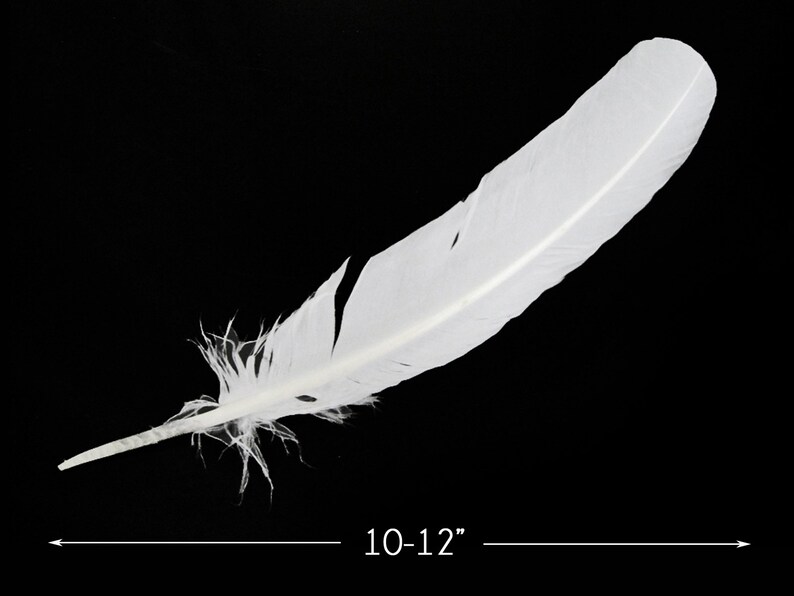 Wholesale Turkey Wing Feathers 1 4 Lb White Turkey Rounds Etsy