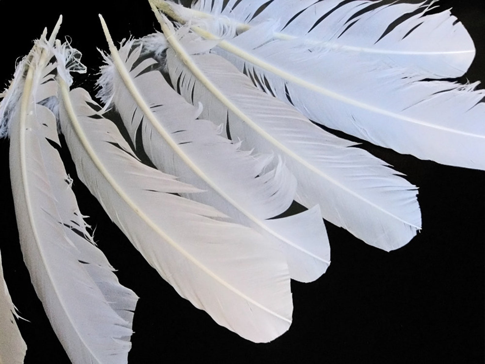 Wholesale Turkey Wing Feathers 1/4 lb White Turkey Rounds | Etsy