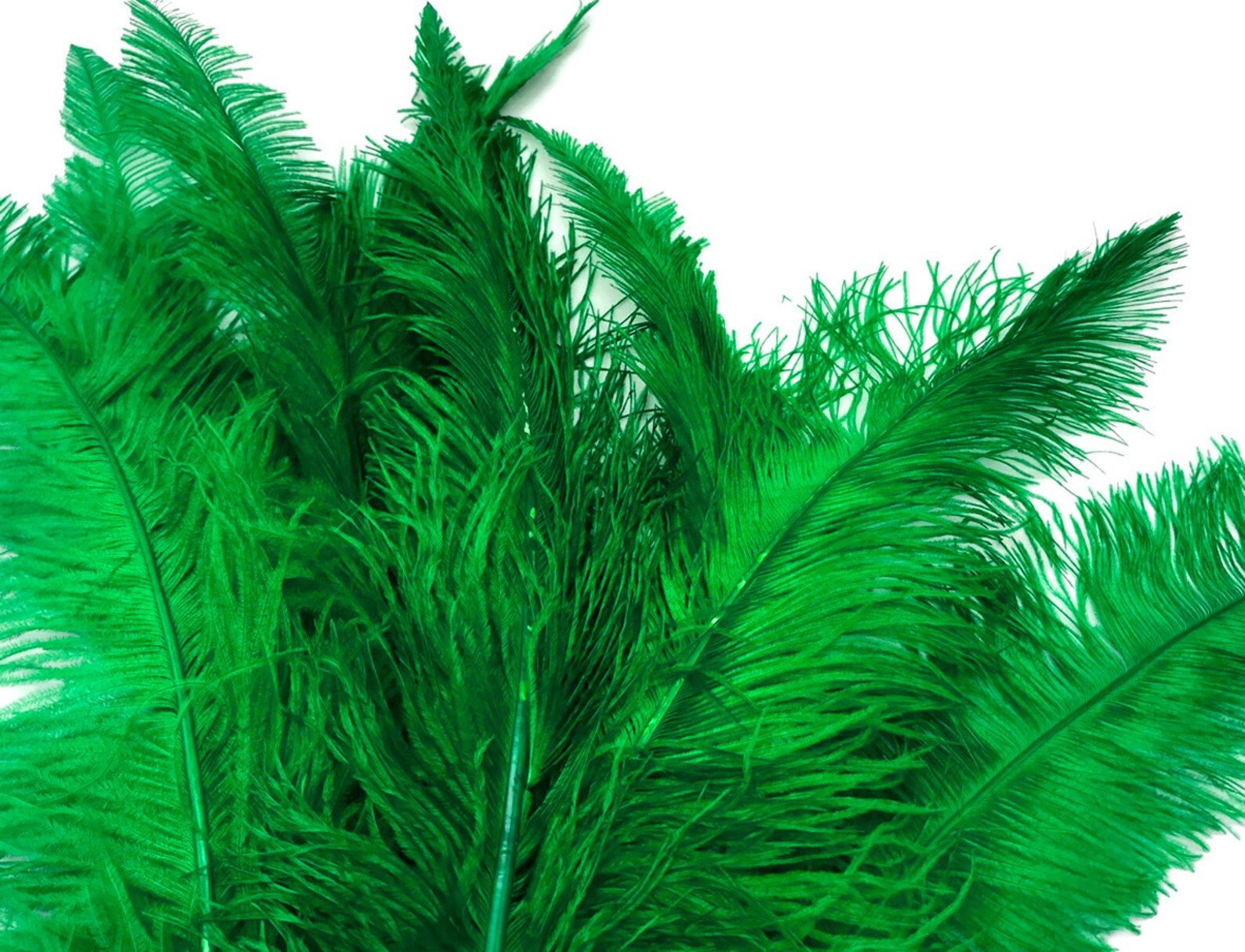 Large Feathers, 1/2 Lb - 20-28" Emerald Green Ostrich Large Spads ...