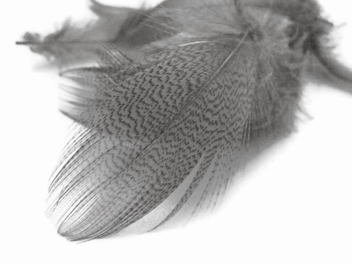 1 Pack - Platinum Grey Mallard Duck Flank Feathers 0.10 Oz. Jewelry Fly ...