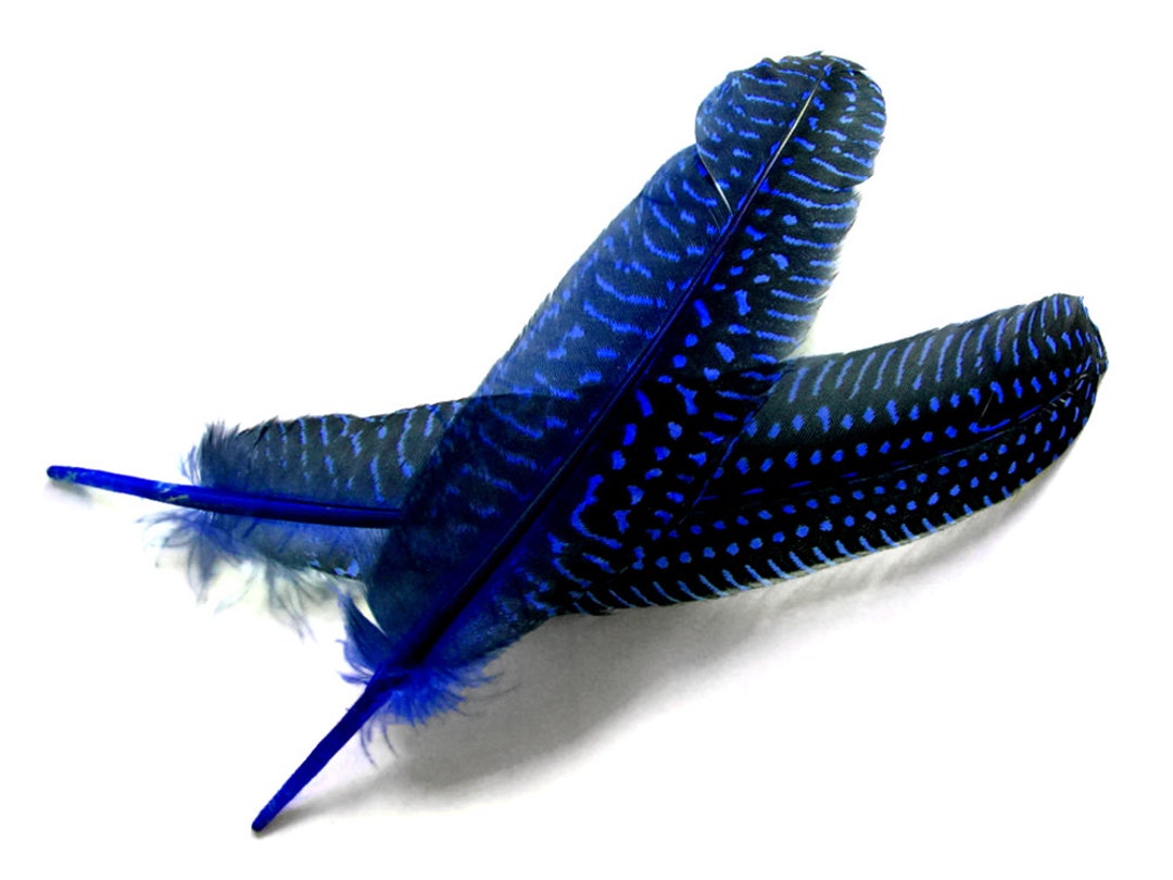 USA SELLER 10 Pieces - Dyed Royal Blue Polka Dot Guinea Fowl Wing Quill ...
