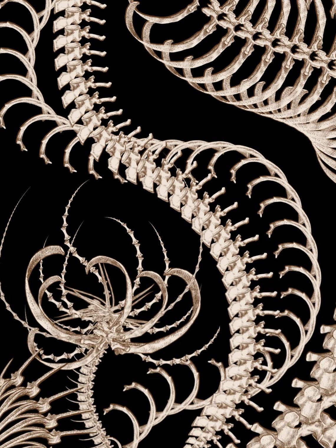 Bone Procreate Brushes: Dynamic Skeleton Anatomy Brush Pack (digital ...