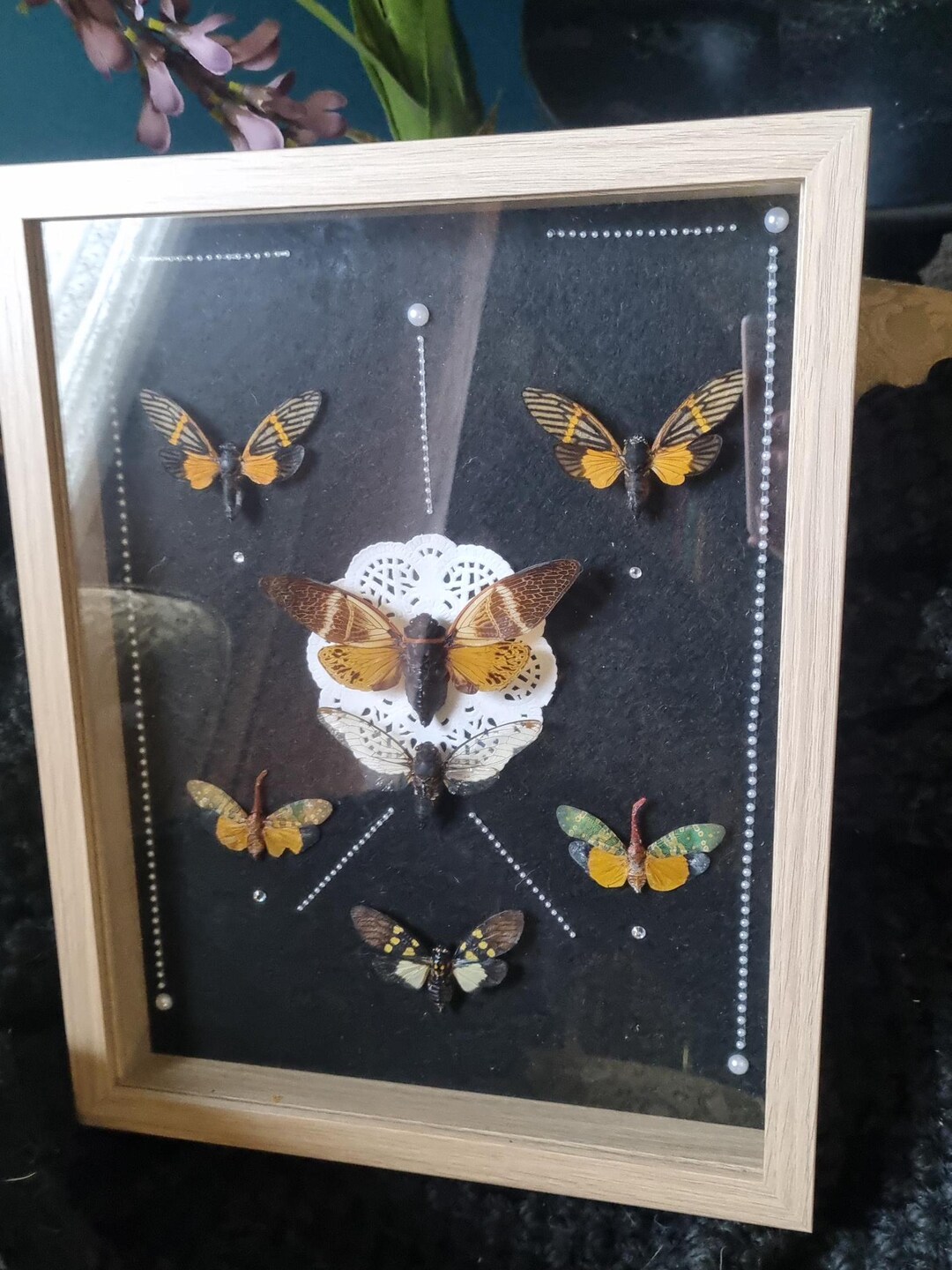 Real Cicadas in Shadowbox - 7 Cicadas Preserved on Black Felt ...