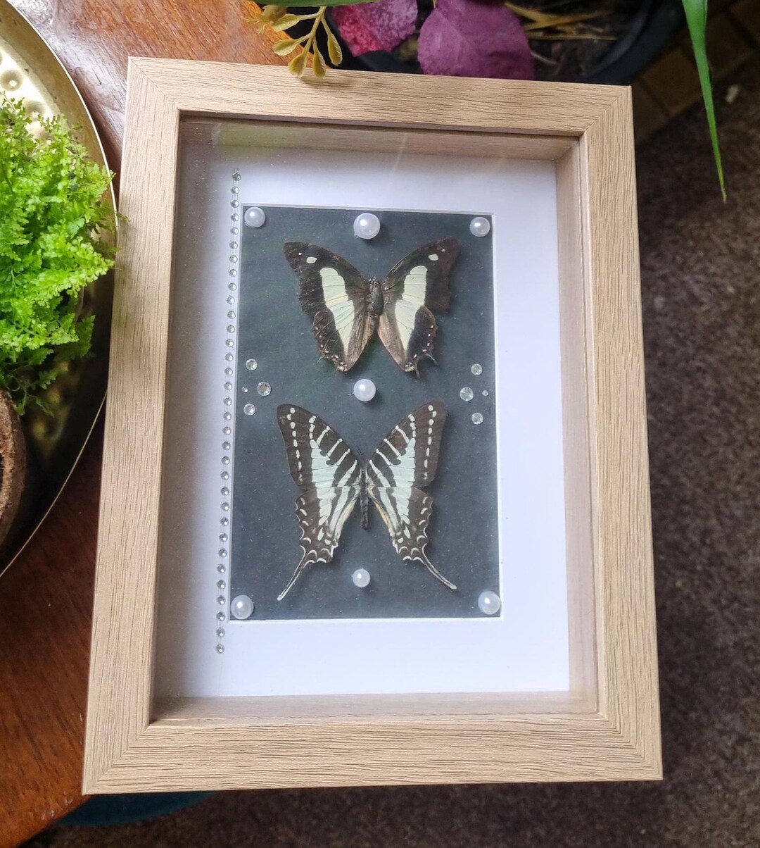 Two Real Butterflies in Shadowbox - Polyura Athymas & Graphium Aristeus ...