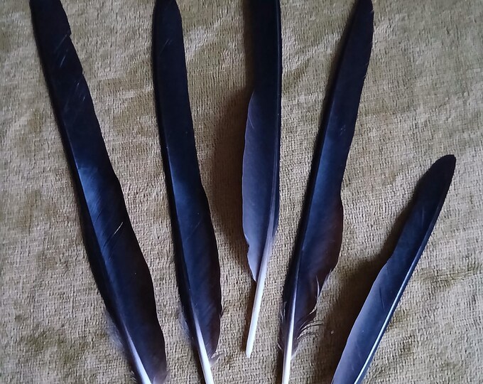 Feathers of the Grey Crow (corvus Cornix) / Black Natural Feathers/ 28 ...