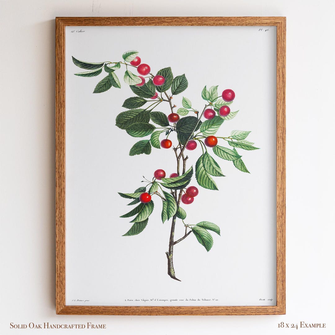 Cherry Botanical Illustration | Vintage Fruit Wall Art | Victorian ...