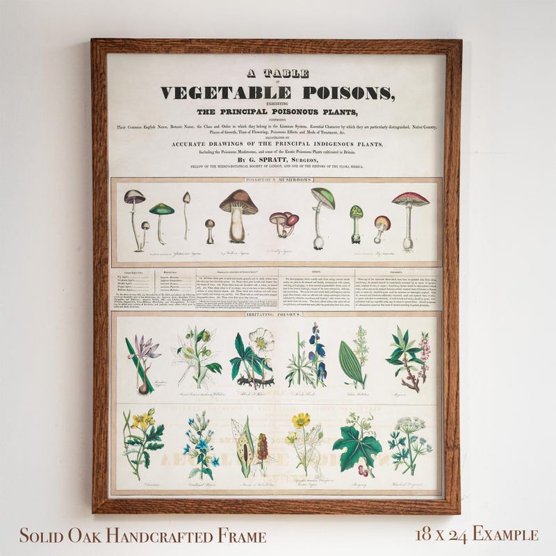 Victorian Science - Etsy