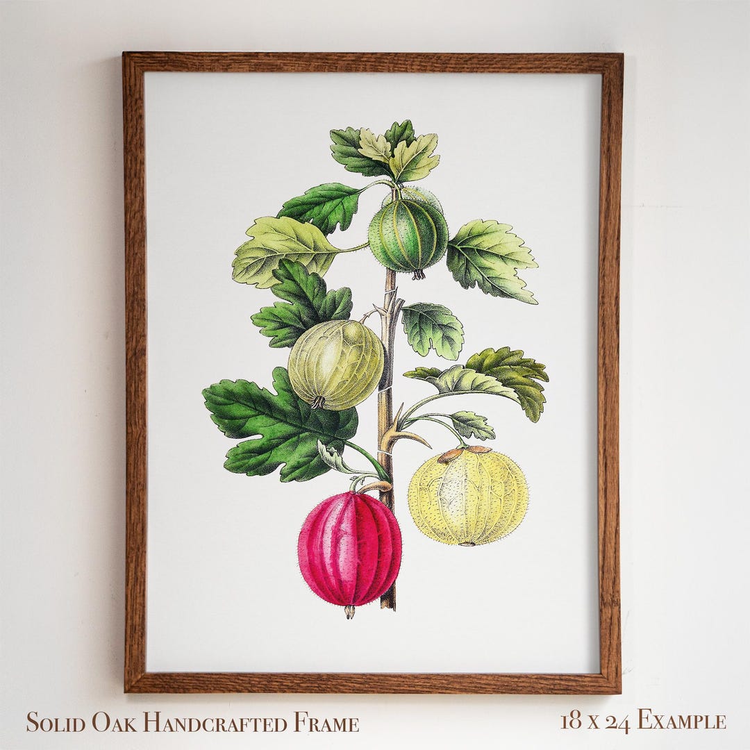 Vintage Gooseberry Branch Drawing | Antique Pomology Botanical Poster ...
