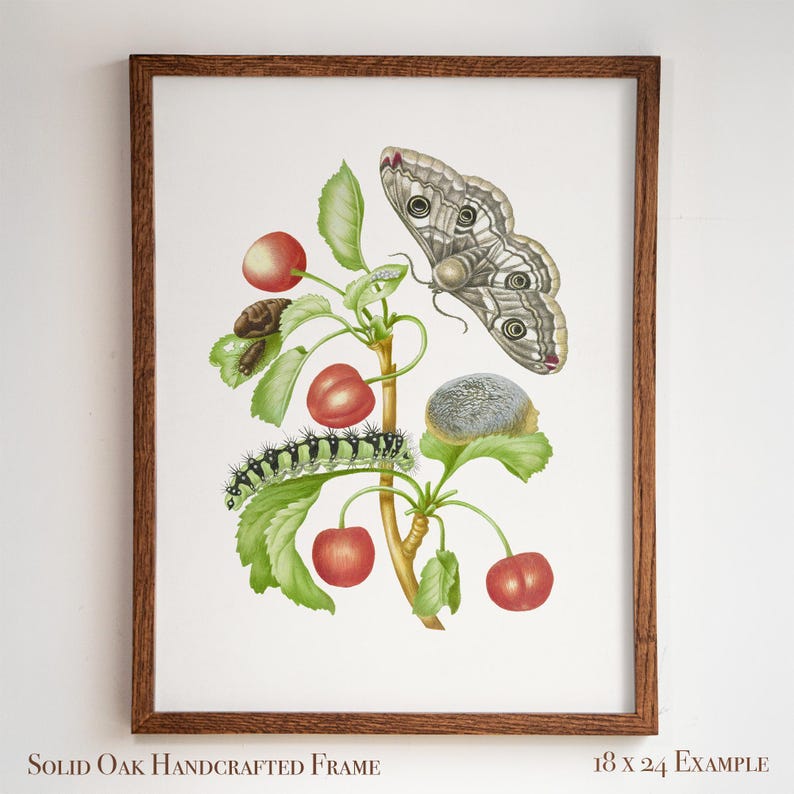 Botanical Butterfly Moth Print | Cherry Branch, Oak Frame - Etsy UK