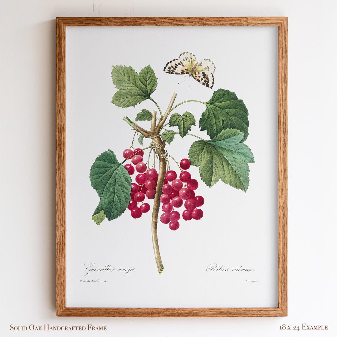 Vintage Botanical Drawing | Red Currant Branch & Leaves | Garden, Cafe ...