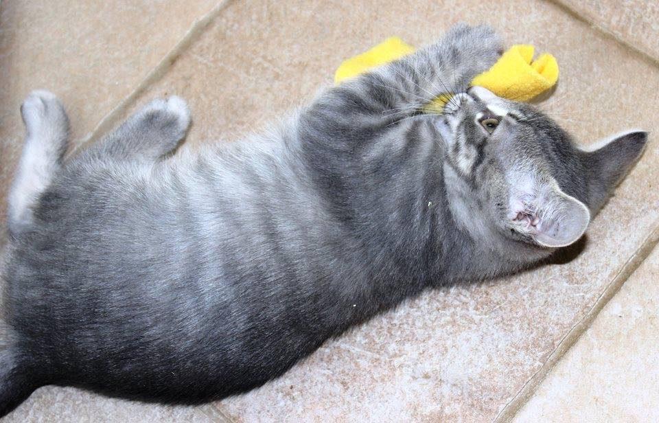 Catnip Filled Fleece Knots - Etsy