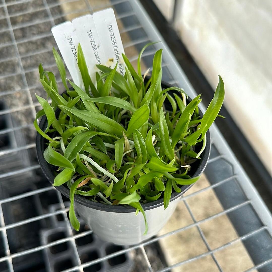 COMPOT — C. Forbesii - Etsy