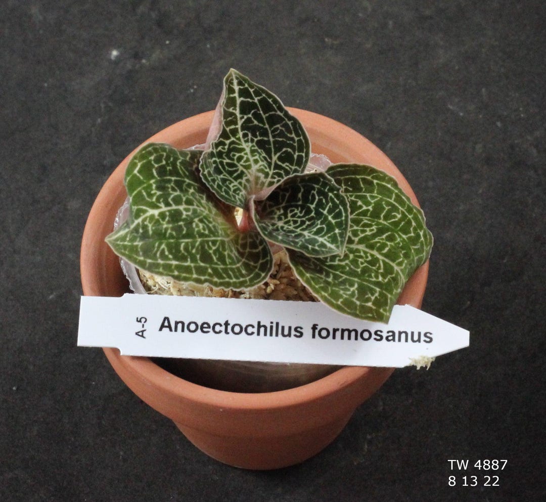 JEWEL ORCHID: Anoectochilus Formosanus Polyploid - Etsy