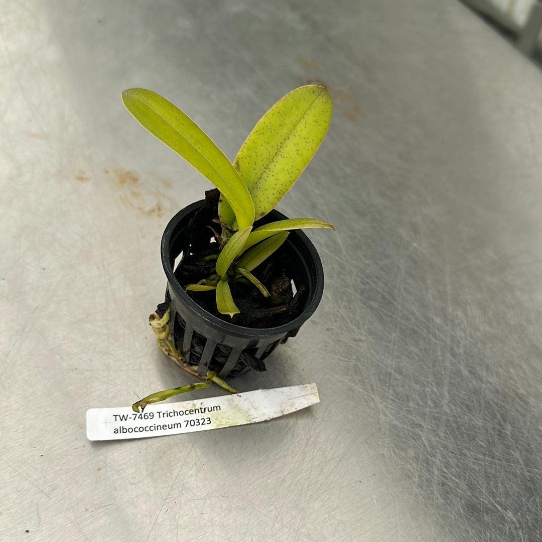 Trichocentrum Alboccineum - Etsy