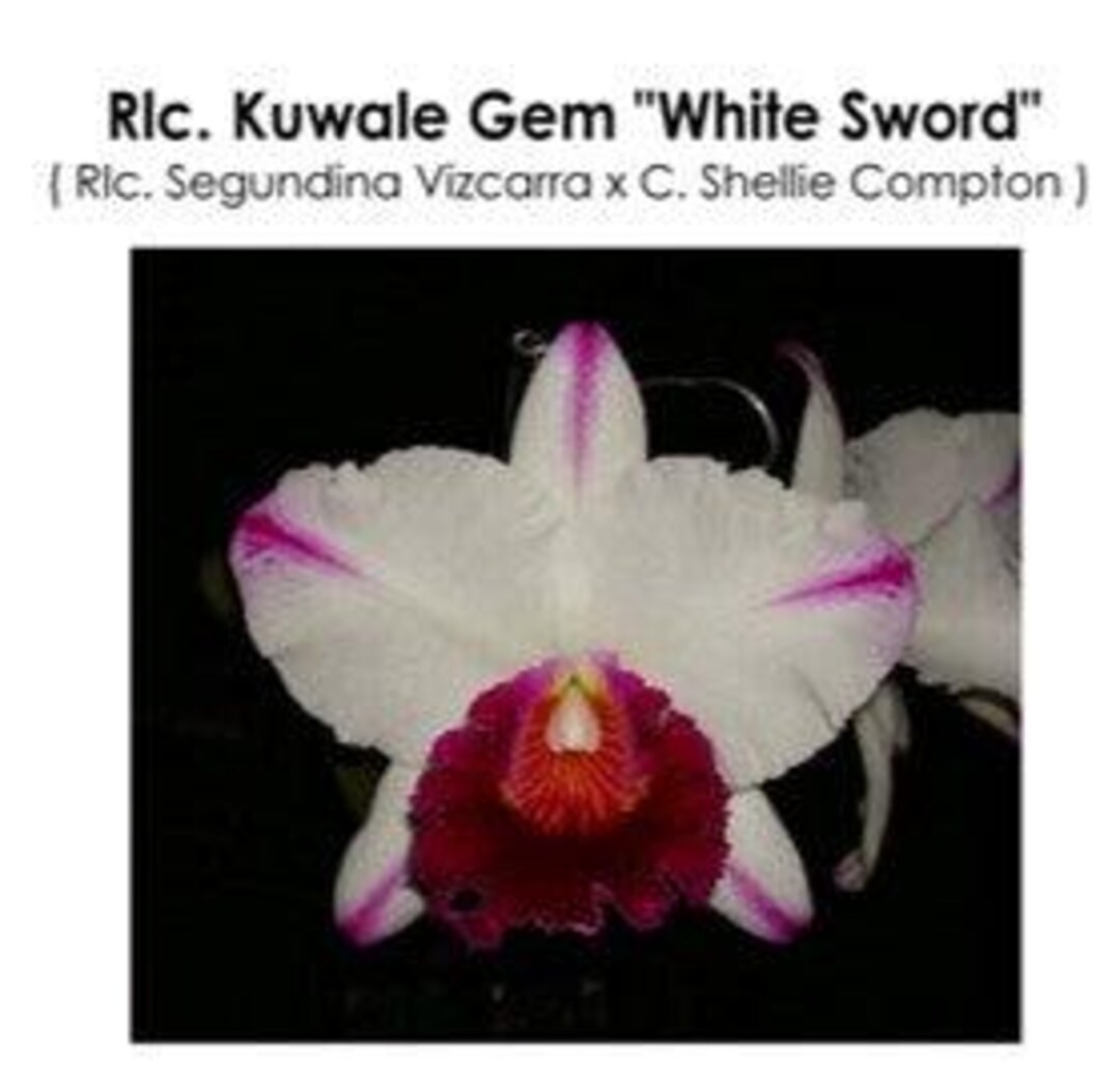 Rlc. Kuwale Gem 'white Sword' - Etsy