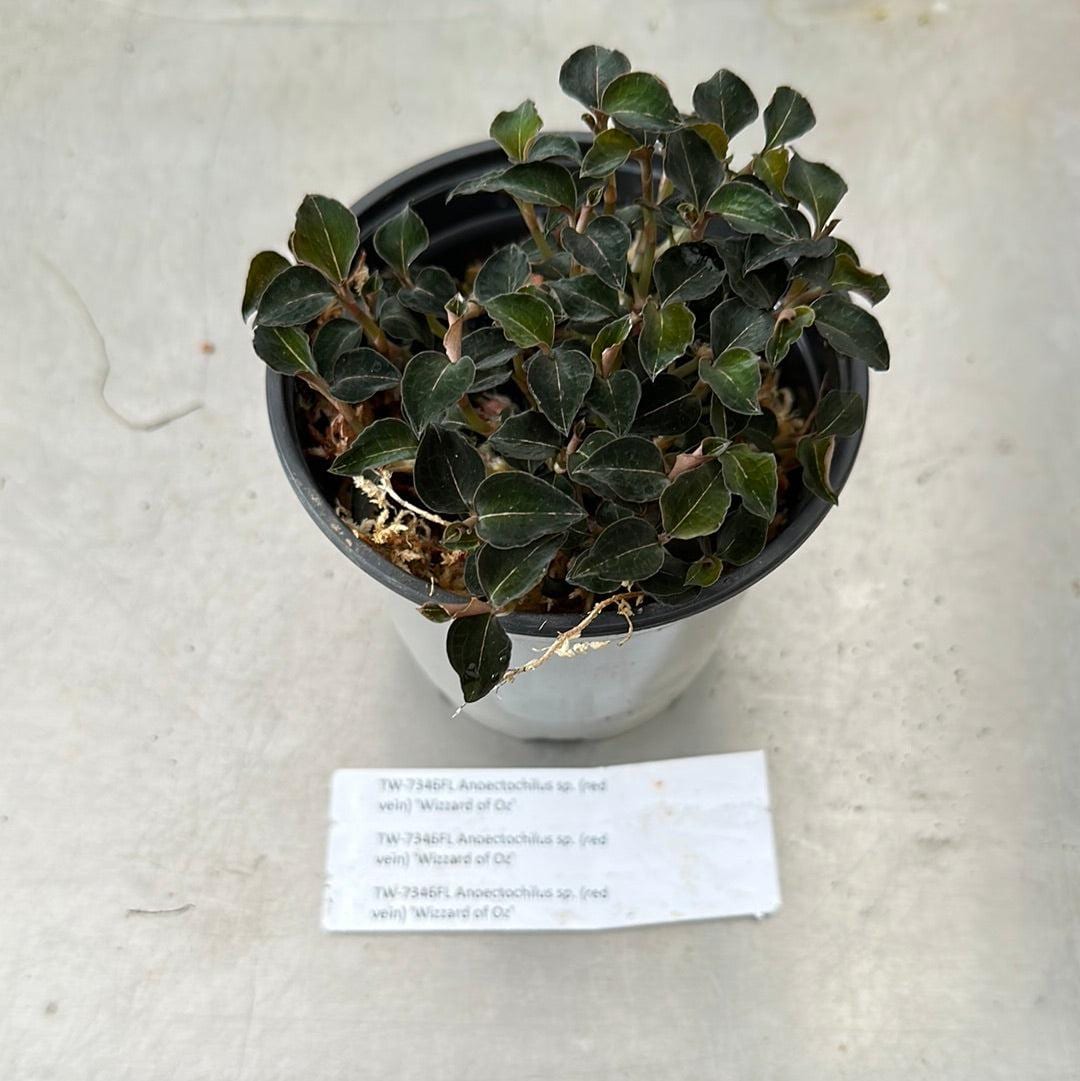 Compot — Anoectochilus Sp. (red Vein) ‘wizzard of Oz’ Jewel Orchids - Etsy