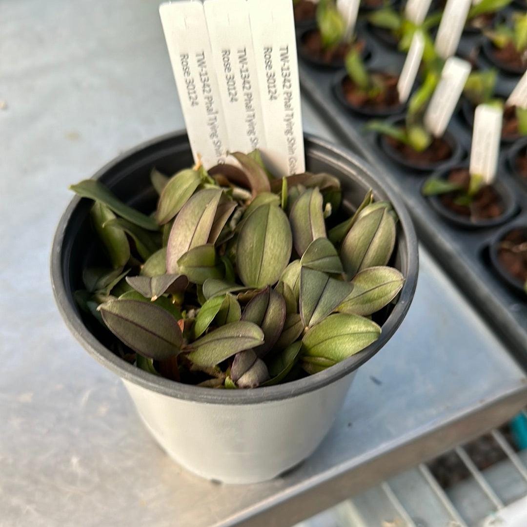 COMPOT — Phal. Tying Shin Golden Rose - Etsy