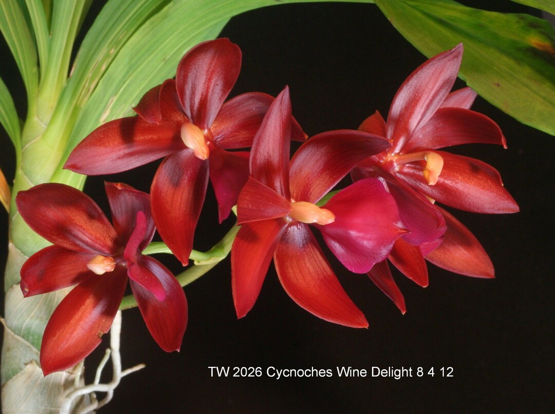 Cycnodes Wine Delight 'J.E.M.' FCC/AOS - Etsy