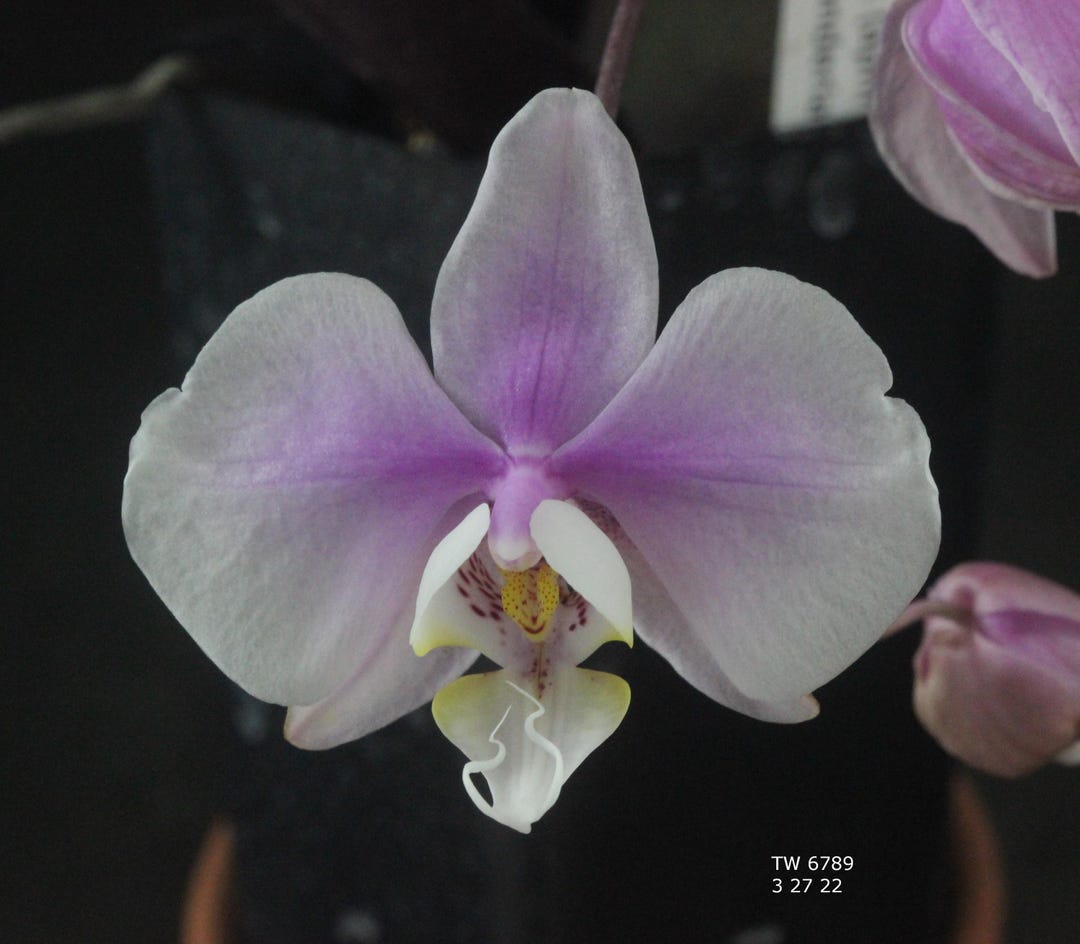 Phal. (aphrodite Subsp. Aphrodite X Sanderiana) - Etsy