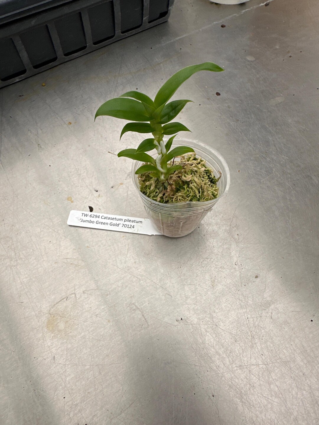 Ctsm. Pileatum ‘jumbo Green Gold’ - Etsy