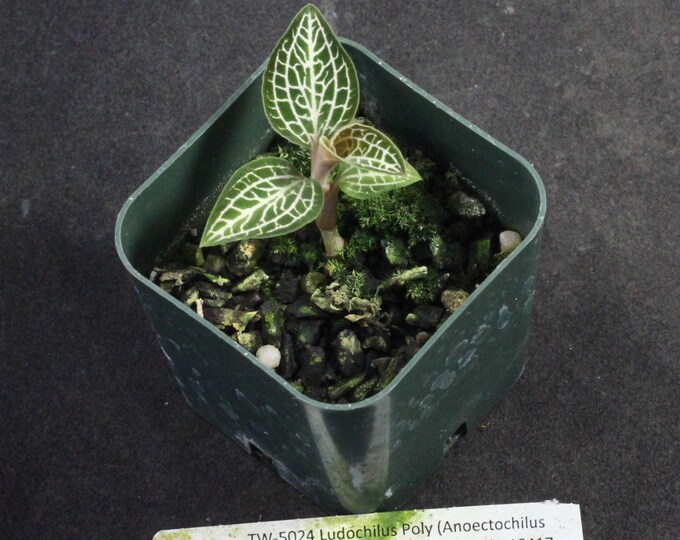 JEWEL ORCHID: 'ludochilus Poly (anoectochilus Formosanus 4N X Ludisia ...