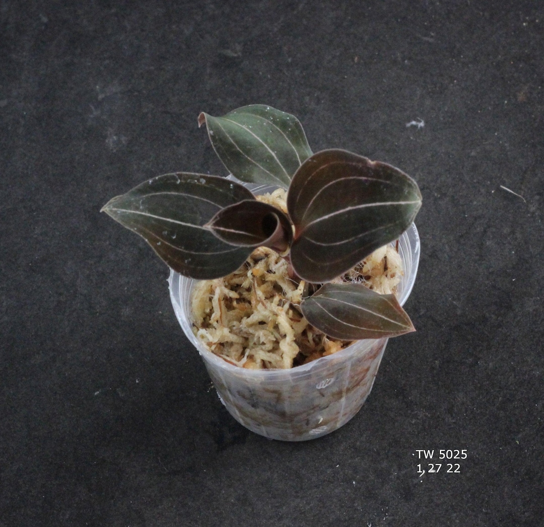 JEWEL ORCHID: Ludochilus Sea Turtle (ludisia Discolor Var. Nigrescens X ...